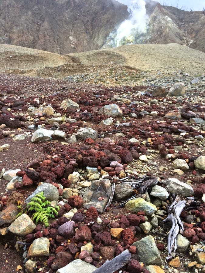Life Comes Back on Papandayan Volcano in Java Indonesia Stock Photo ...