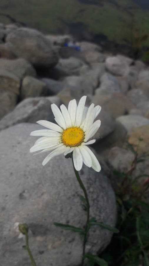 A Life comes from rocks stock image. Image of flower - 145078537