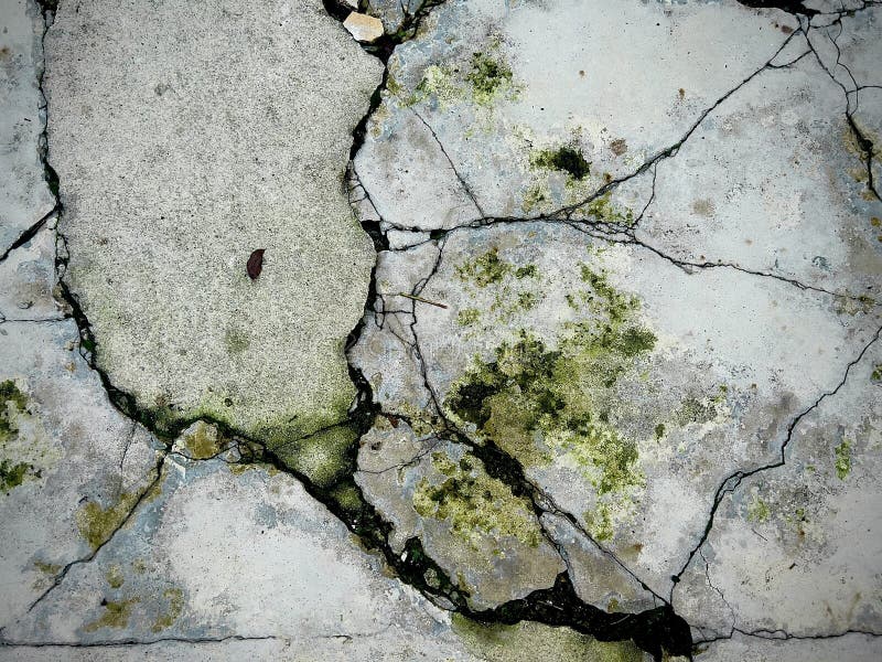 The Life within the Cracks. Stock Image - Image of cracks, strength ...