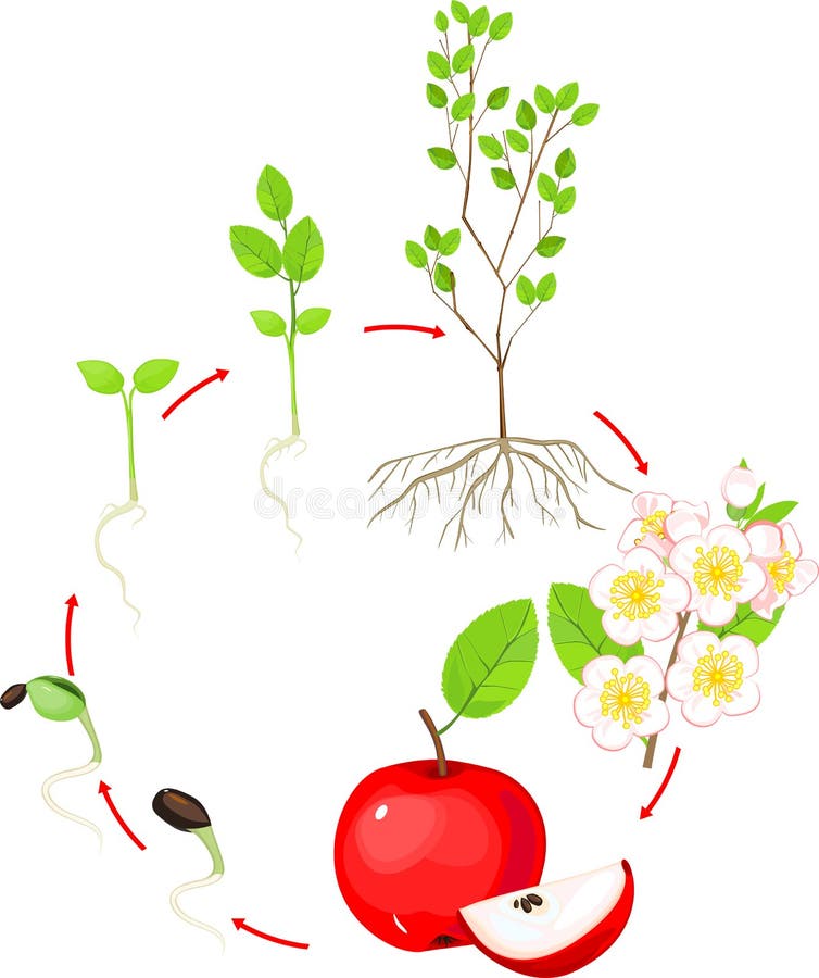Cartoon Apple Tree Sprout Stock Illustrations – 174 Cartoon Apple Tree ...