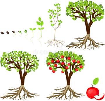 Life cycle of apple tree stock vector. Illustration of biology - 64727247
