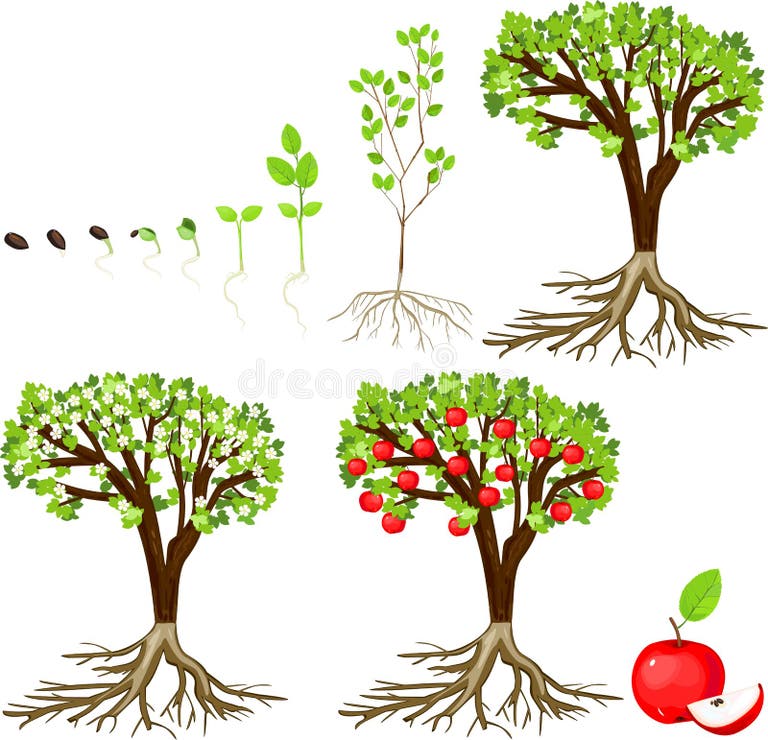 Life Cycle Apple Stock Illustrations – 399 Life Cycle Apple Stock ...