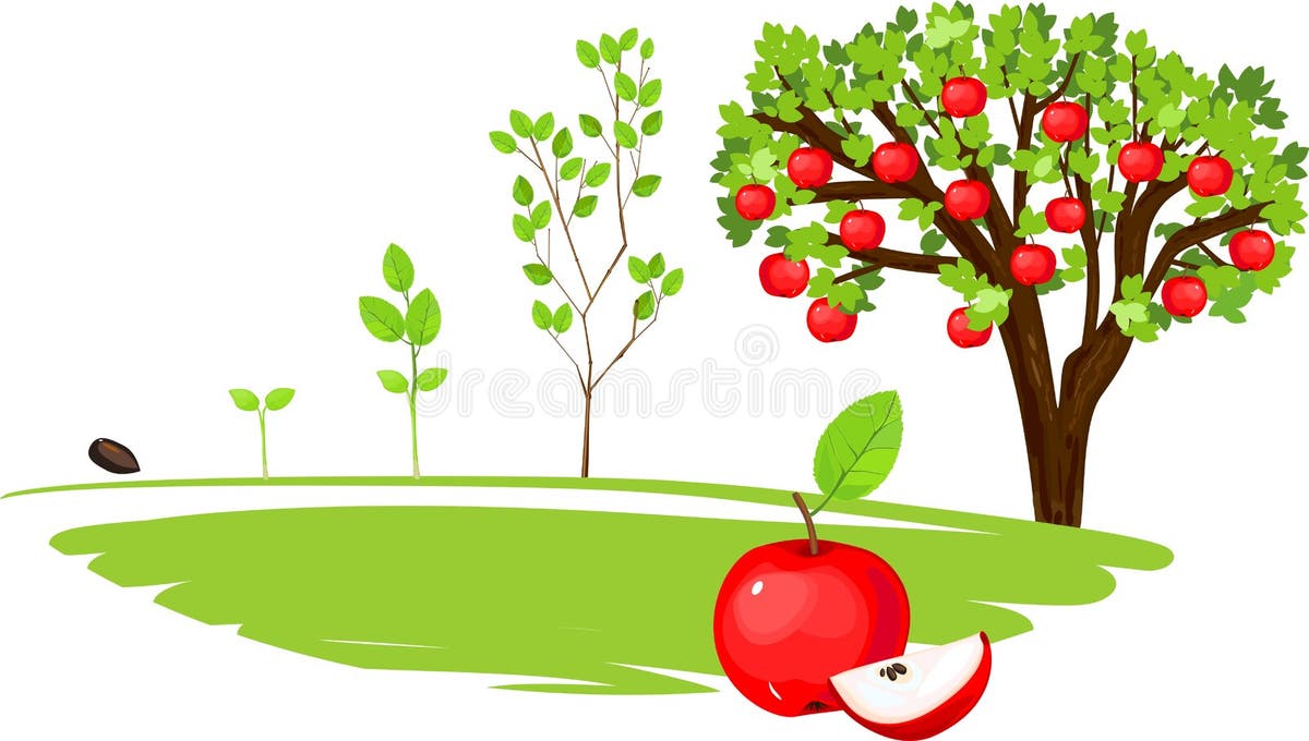 Life Cycle Apple Stock Illustrations – 399 Life Cycle Apple Stock ...