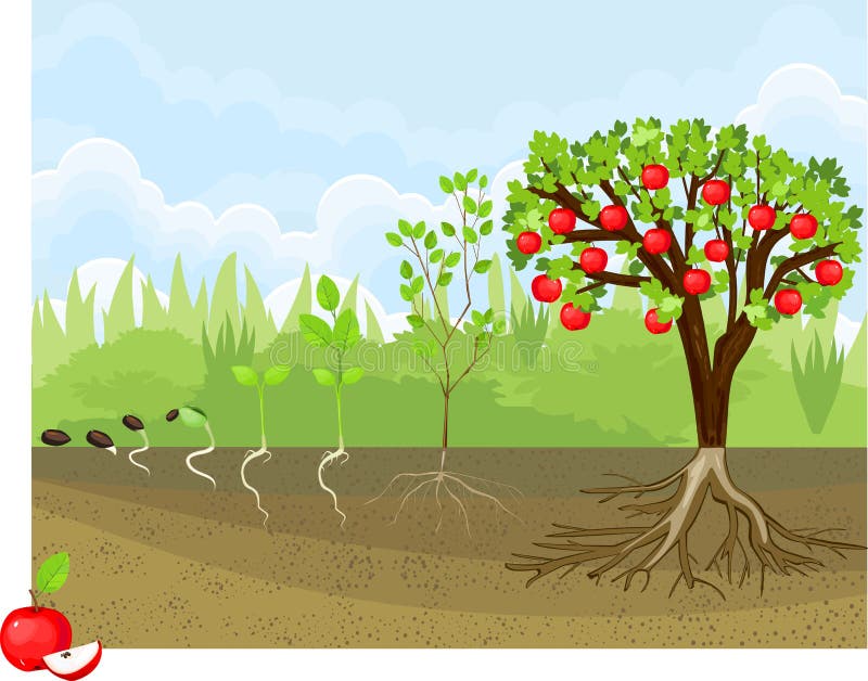 Life Cycle Apple Tree Stock Illustrations – 144 Life Cycle Apple Tree ...