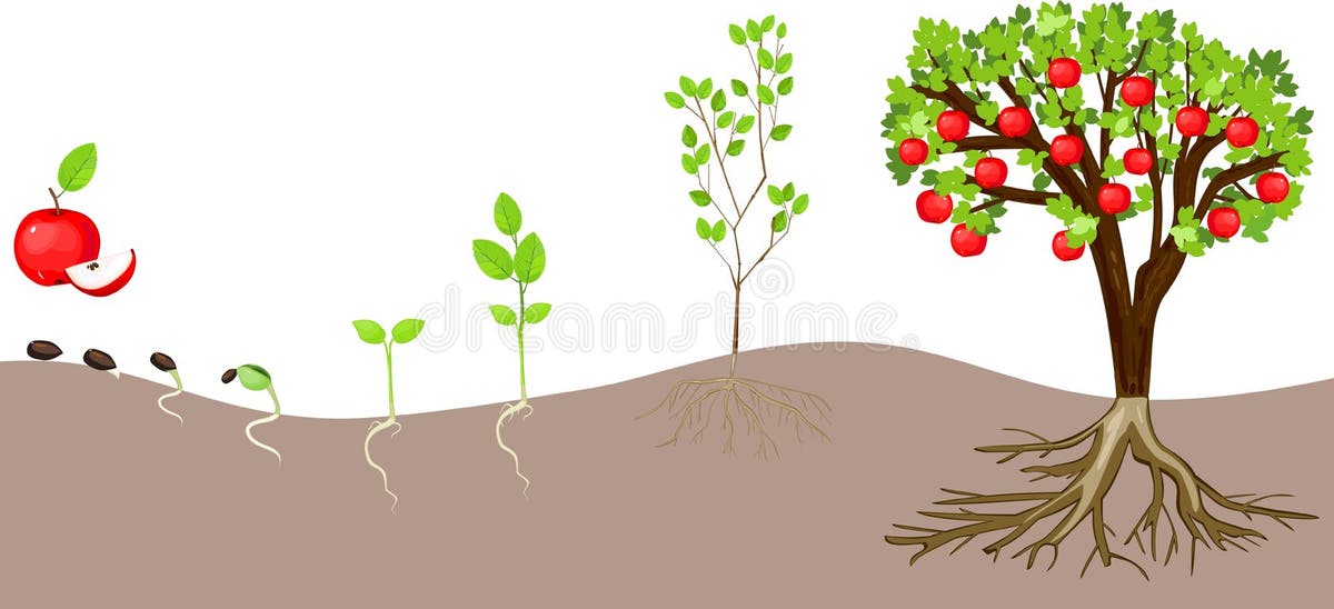 Life Cycle Apple Stock Illustrations – 399 Life Cycle Apple Stock ...