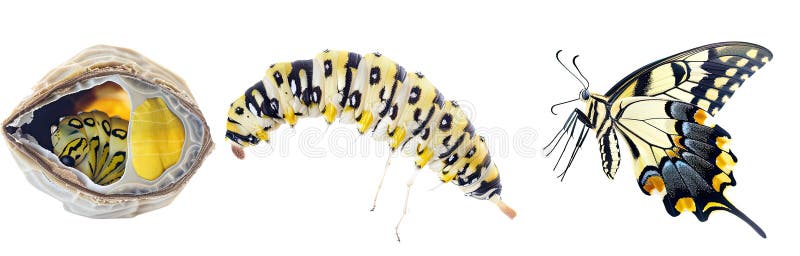 The Life Cycle of a Butterfly Includes Numerous Distinctive Stages ...