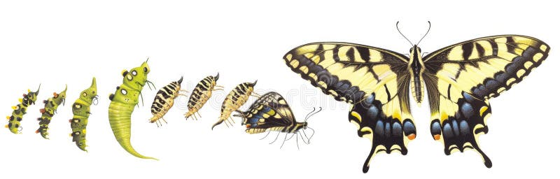 The Life Cycle of a Butterfly Includes Numerous Distinctive Stages ...