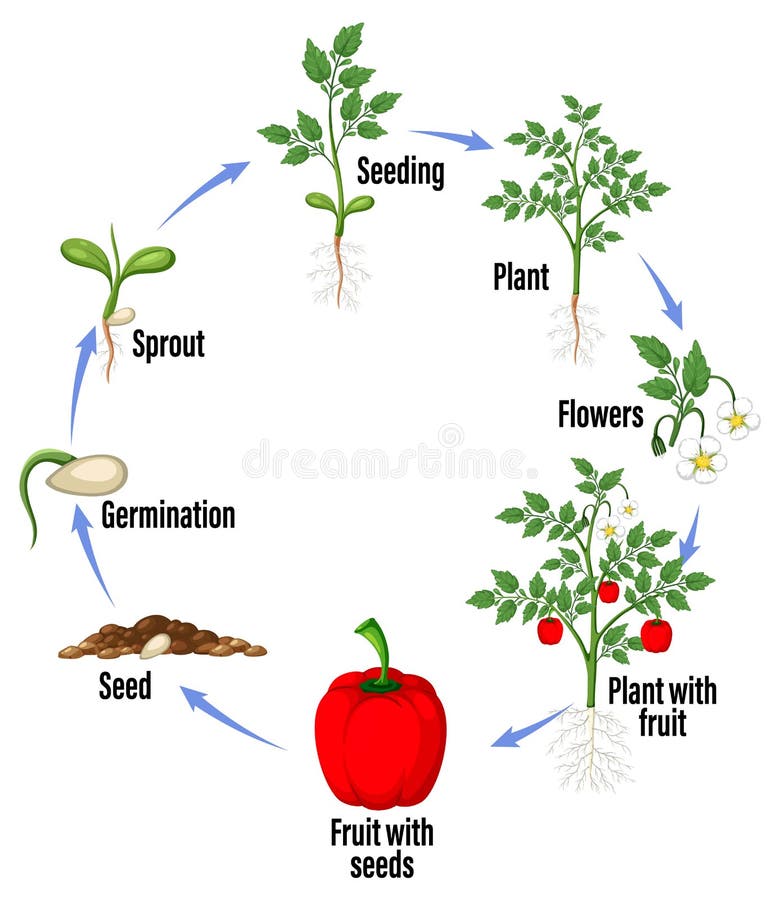 Life Cycle of Capsicum Plant Diagram Stock Vector - Illustration of ...