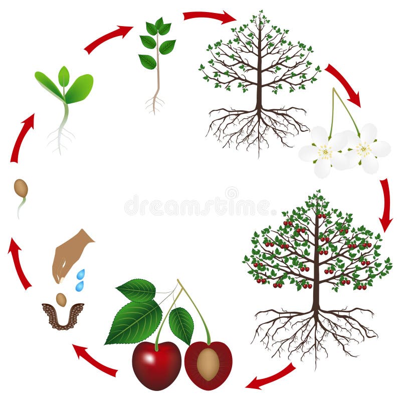 Product Life Cycle Stock Illustrations – 1,737 Product Life Cycle Stock ...
