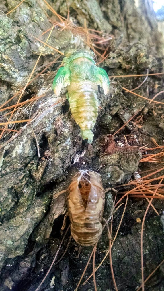 Life Cycle of a Cicada stock image. Image of cicada - 197342491