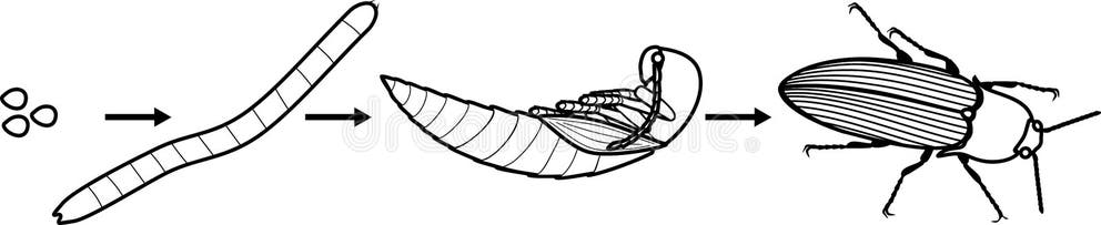 Life Cycle of Click Beetle Wireworm. Stock Vector - Illustration of ...