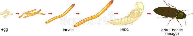 Life Cycle of Click Beetle Wireworm. Stock Vector - Illustration of ...