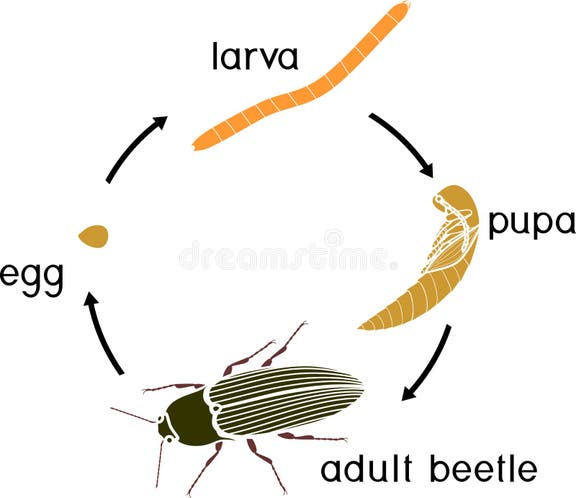 Life Cycle of Click Beetle Wireworm. Stock Vector - Illustration of ...