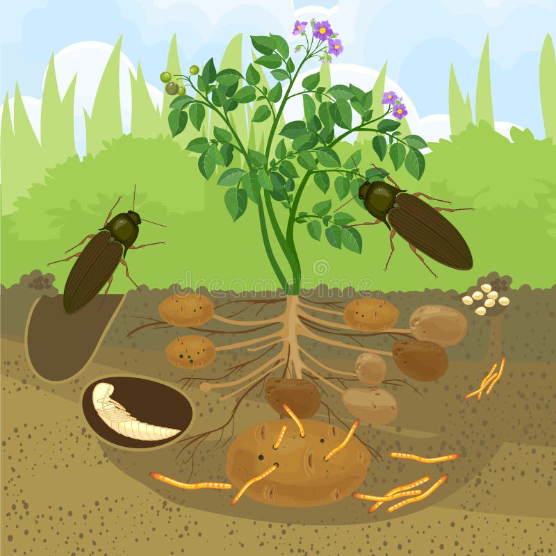 Life Cycle of Click Beetle Wireworm. Stock Vector - Illustration of ...