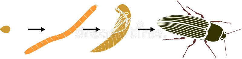 Life Cycle of Click Beetle Wireworm. Stock Vector - Illustration of ...