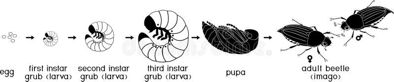 Life Cycle of Cockchafer. Sequence of Stages of Development of ...