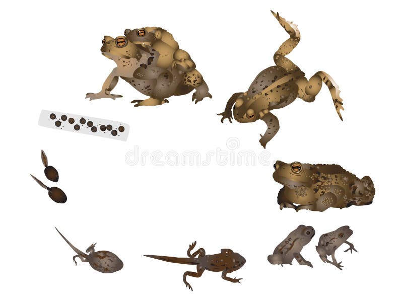 Life cycle of common toad stock illustration. Illustration of natural ...