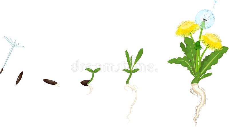 Life cycle of dandelion stock vector. Illustration of floral - 66929023
