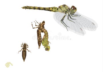 Dragonfly Nymph Stock Illustrations – 119 Dragonfly Nymph Stock ...