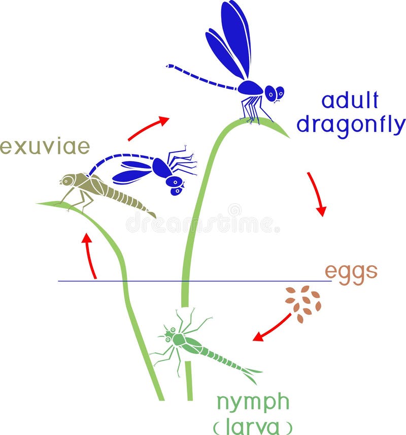 Life Cycle of Dragonfly. Sequence of Stages of Development of Dragonfly ...