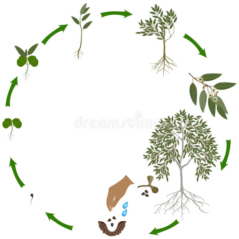 Life Cycle of Eucalyptus Tree on a White Background. Stock Vector ...