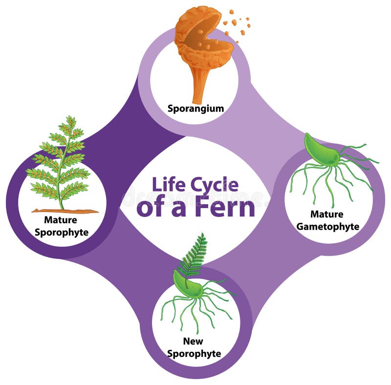 Fern Life Cycle Vector Illustration. Labeled Educational Development ...
