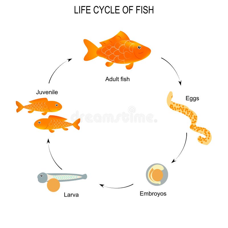 Life Cycle of Fish Vector Illustration Stock Vector - Illustration of ...