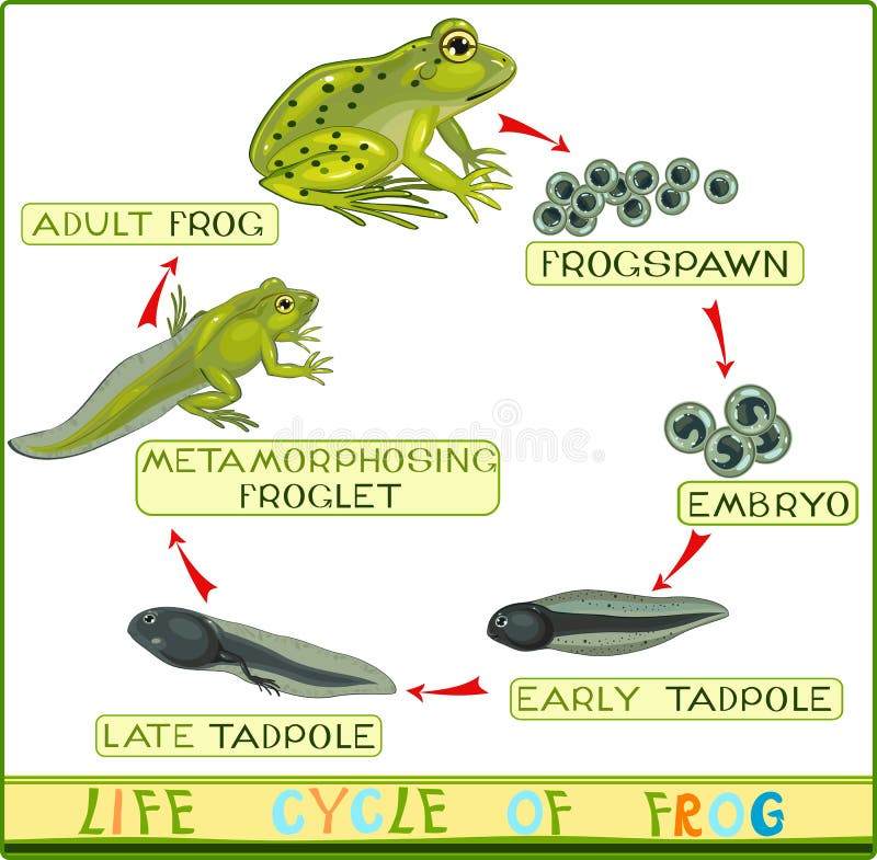 Life Cycle Of Frog Stock Vector - Image: 59589047