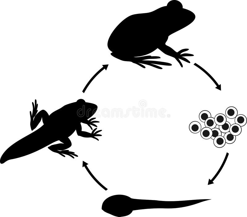 Life Cycle of Frog. Stages of Development of Frog from Egg To Adult ...
