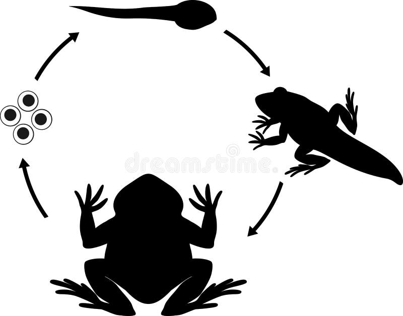 Life Cycle of Frog. Stages of Development of Frog from Egg To Adult ...