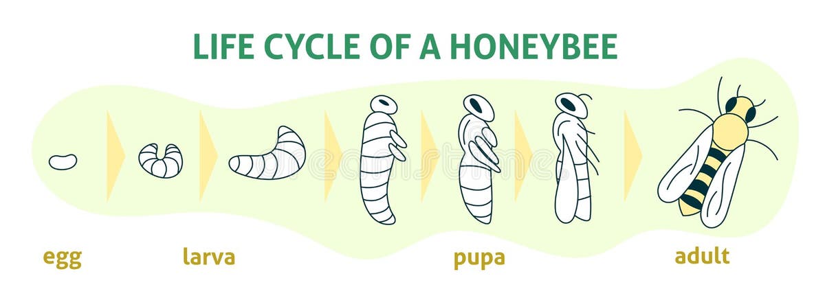 Honey Bee Life Cycle Stock Illustrations 309 Honey Bee Life Cycle Stock Illustrations Vectors