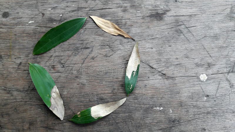 Life Cycle Acacia Leaf Against Rustic Background Stock Photos - Free ...