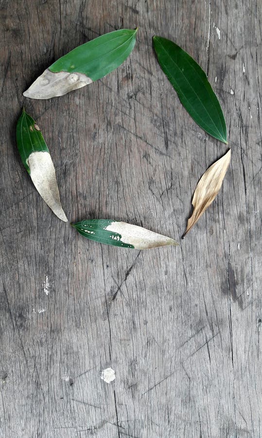 Life Cycle of an Acacia Leaf Shapes Like a Flower Stock Image - Image ...