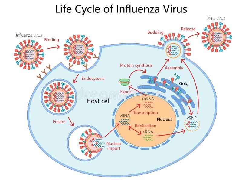 Life Cycle of Influenza Virus Diagram Medical Stock Image - Image of ... Life Cycle of Influenza Virus Diagram Medical Stock Image - Image of ...