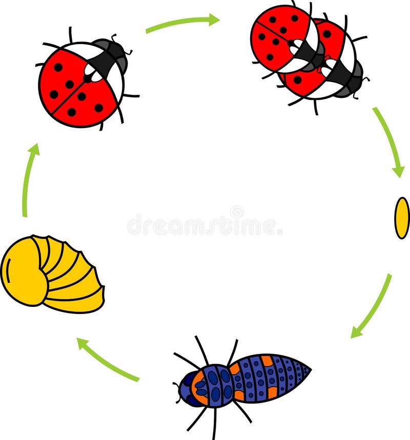 Growth Cycle Ladybug Stock Illustrations – 40 Growth Cycle Ladybug ...