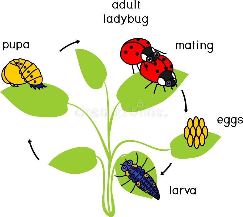 Life Cycle of Ladybug. Stages of Development of Ladybug from Egg To ...