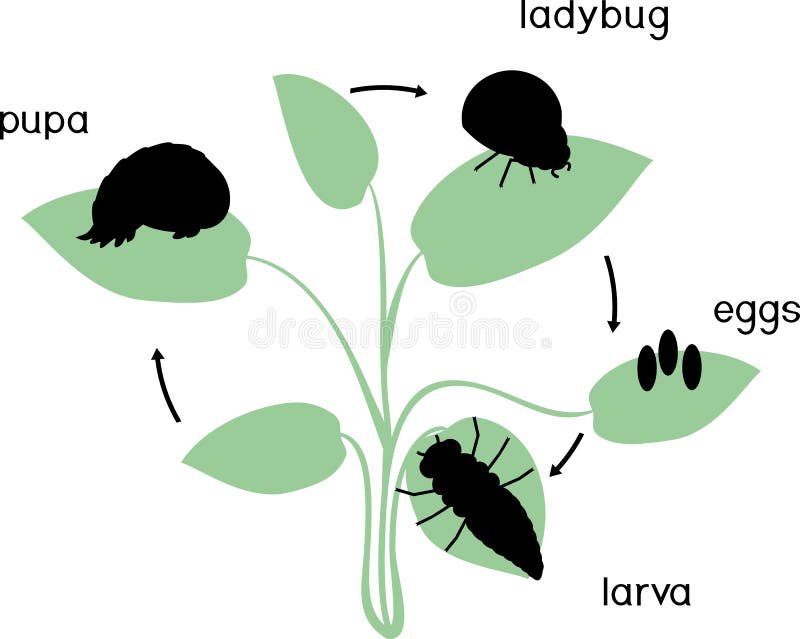 Life Cycle of Ladybug. Stages of Development of Ladybug from Egg To ...