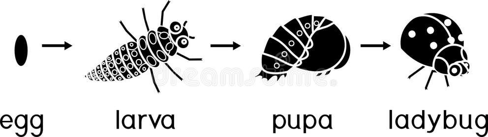 Bug Life Cycle Stage Stock Illustrations 484 Bug Life Cycle Stage Stock Illustrations Vectors