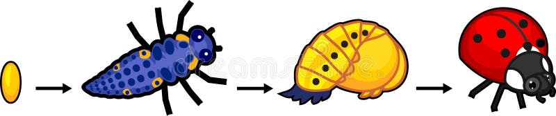 Life Cycle of Ladybug. Stages of Development of Ladybug from Egg To ...
