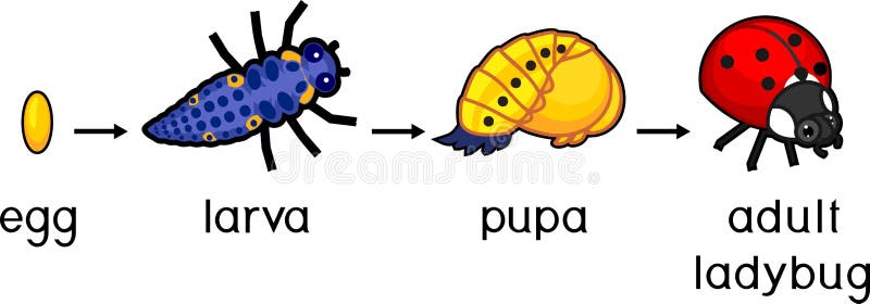 Life Cycle of Ladybug. Stages of Development of Ladybug from Egg To ...