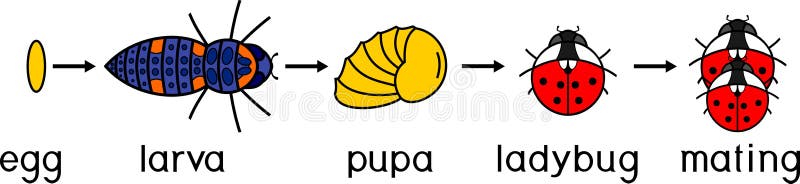 Life Cycle of Ladybug. Stages of Development of Ladybug from Egg To ...