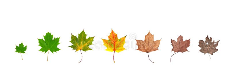Life cycle of leaf stock photo. Image of born, cycle - 20627808