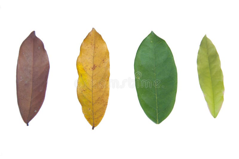 Life cycle of leaves stock photo. Image of fall, four - 37394228