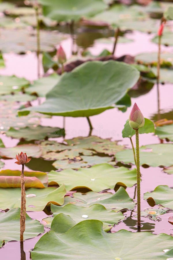 210 Life Cycle Lotus Stock Photos - Free & Royalty-Free Stock Photos ...