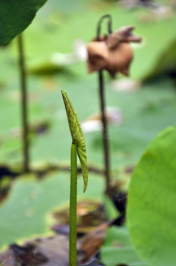 The life cycle of a lotus stock image. Image of life - 79690191