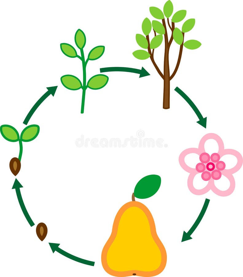 Life cycle of pear tree stock vector. Illustration of drawing - 132533092