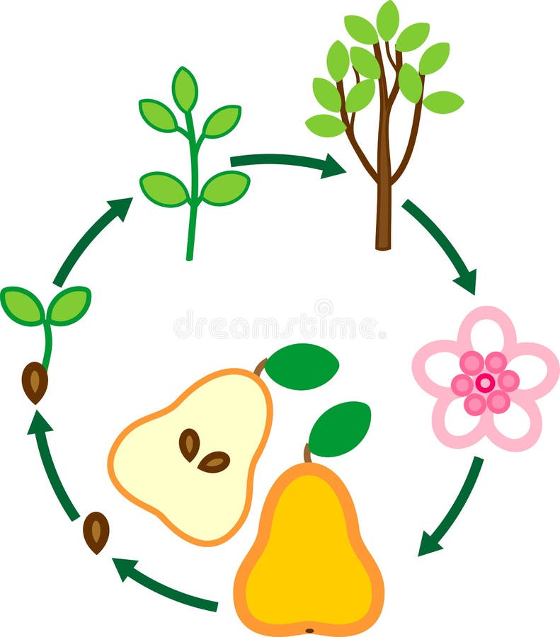 Life cycle of pear tree stock vector. Illustration of pear - 132533210