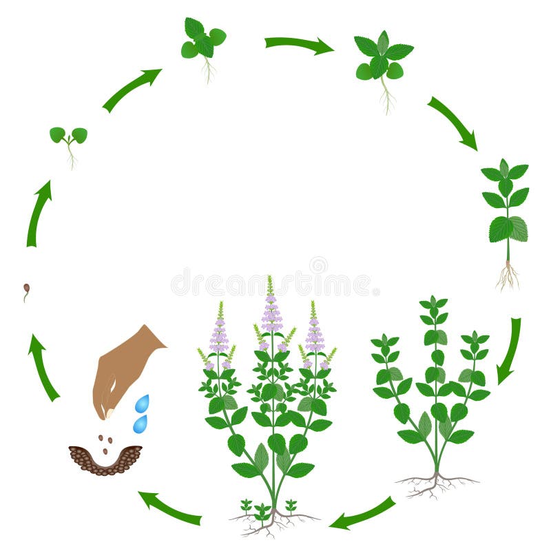 Life Cycle Tea Plant Stock Illustrations – 60 Life Cycle Tea Plant ...