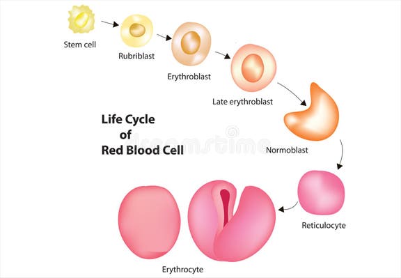 Red Blood Cell Life Cycle Stock Illustrations – 19 Red Blood Cell Life ...