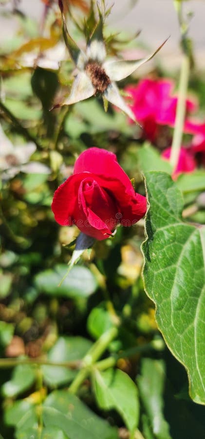 Life cycle of a rose stock image. Image of lifecycle - 324635273